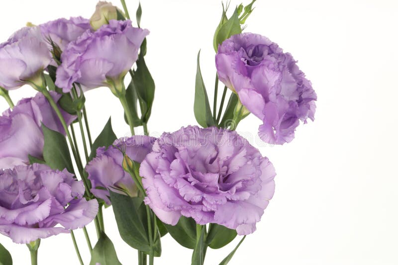 Bouquet of Violet Eustoma Flowers with Green Leaves on White Background ...