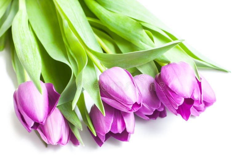 Red and violet tulips stock image. Image of famous, violete - 60391941