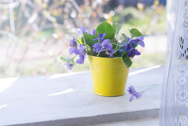 Violets in Spring stock image. Image of flowers, pansies - 113491931