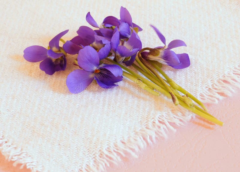 Bouquet of Violets (viola Odorata) Flowers Stock Photo - Image of ...