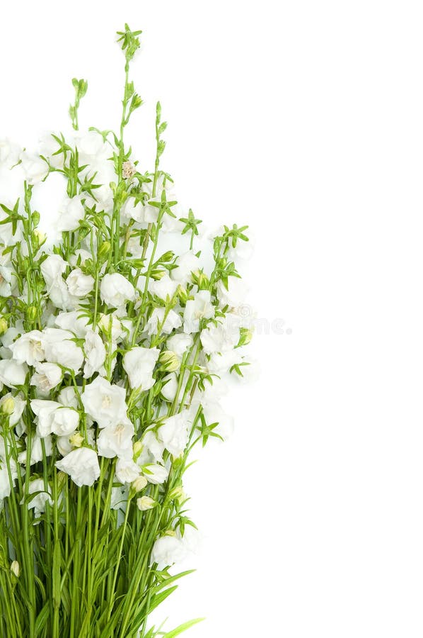 Bouquet of white bells stock photo. Image of green, bells - 29061554