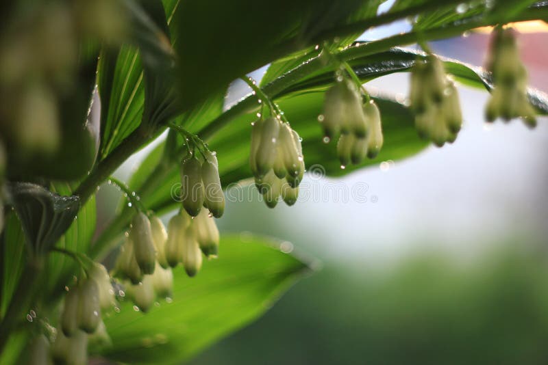 White Dew Bells stock image. Image of color, yellow, lily - 26470663