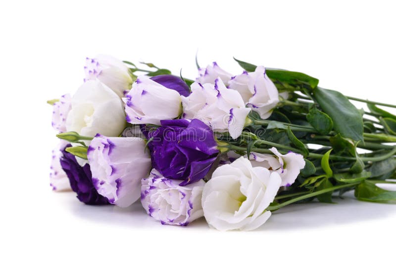 Bouquet of White and Blue Eustoma Stock Image - Image of blooming ...