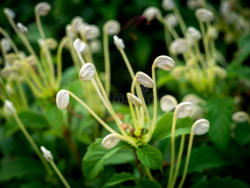 Bouquet of White Buds Resembling Putter Stock Photo - Image of golf ...