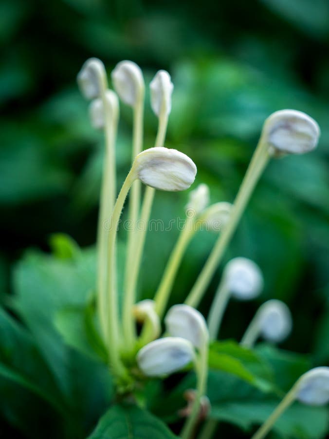 Bouquet of White Buds Resembling Putter Stock Photo - Image of ...