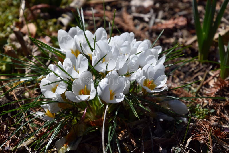 Bouquet of White Crocus Spring Flowers Stock Image - Image of nature ...