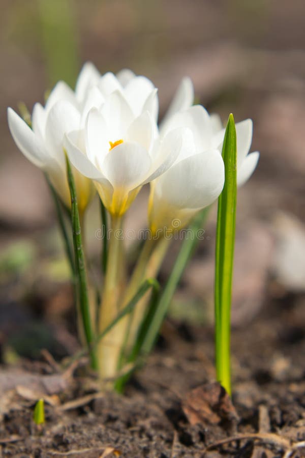 Bouquet of white crocuses stock image. Image of crocus - 30510385