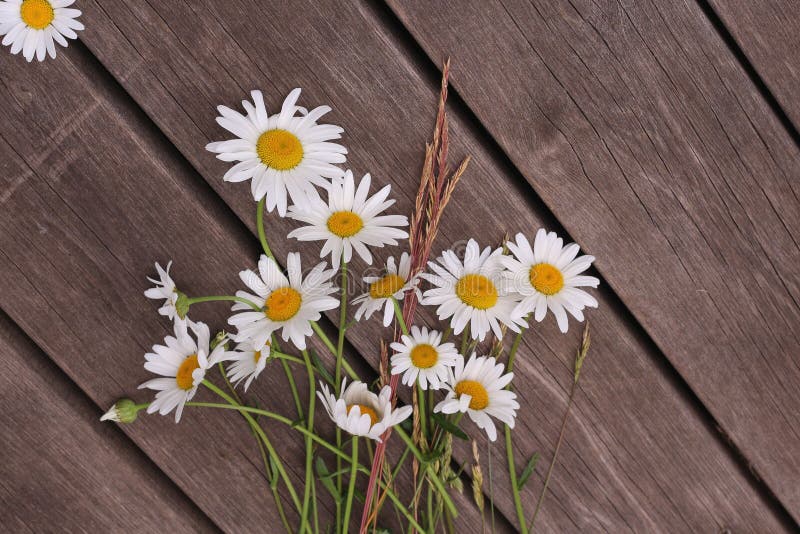 A Bouquet of White Daisies on a Rustic Wooden Background. Flat Layout ...