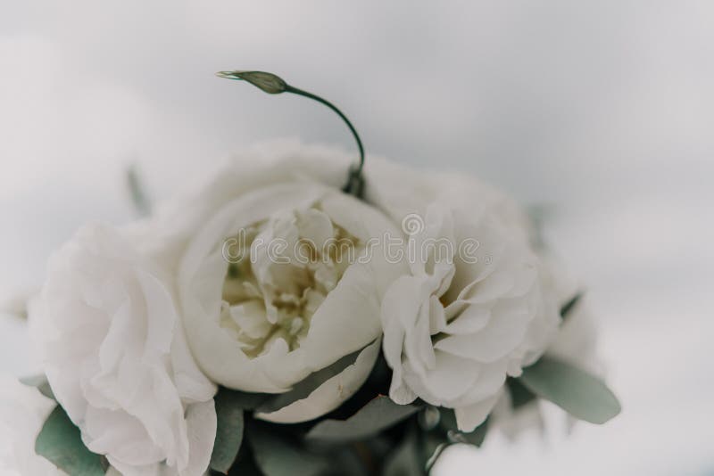 A Bouquet of White Flowers is Sitting on a White Surface. the Flowers ...