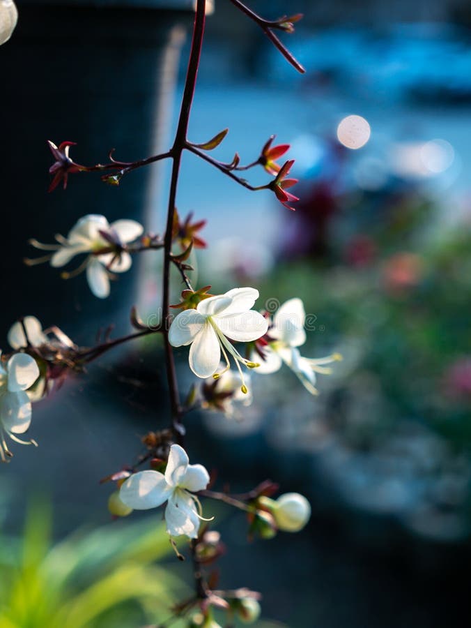 Bouquet of White Nodding-Clerodendron Flowers Hanging Stock Photo ...