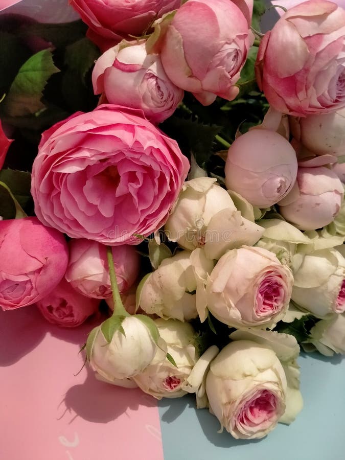 Bouquet of White and Pink Roses Close Up Stock Photo - Image of ...
