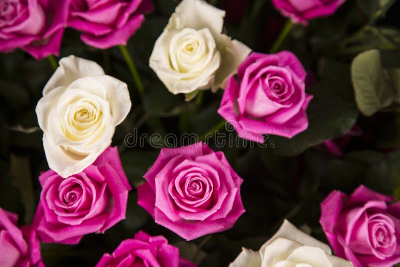 A Bouquet of White and Pink Roses for a Valentine`s Gift Stock Image ...