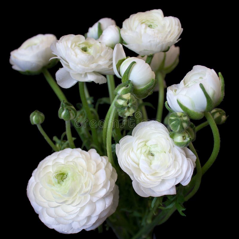 Bouquet of White Ranunculus Flowers Stock Photo - Image of petal ...