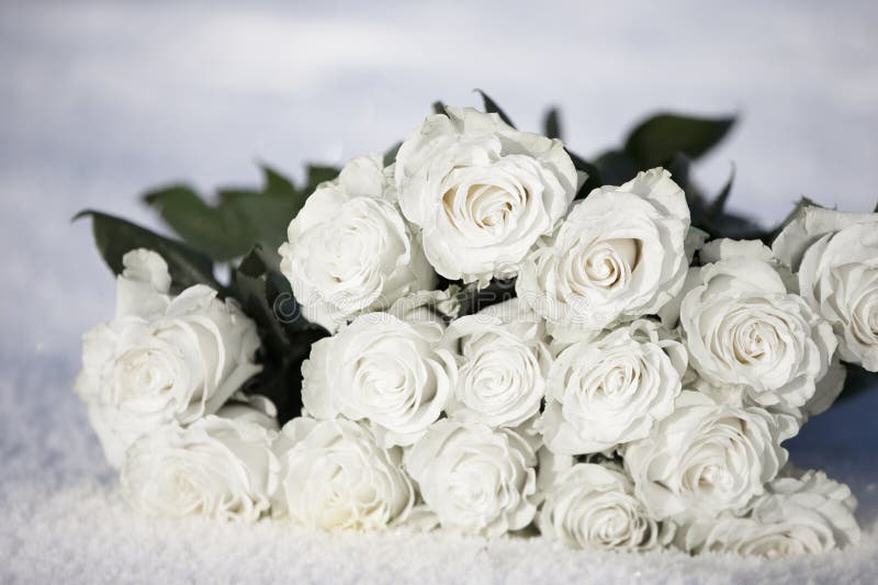 A bouquet of white roses stock photo. Image of green - 254943904