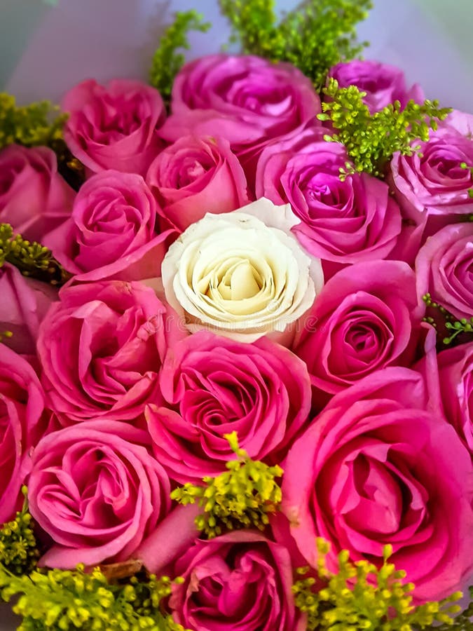 Bouquet of White Roses Surrounded by Pink Roses. Romantic Event. Stock ...