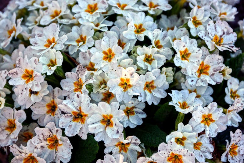 Bouquet of White Small Flowers Stock Photo - Image of grass, plant ...