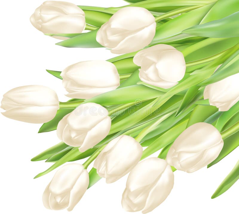 Bouquet of White Tulips. EPS 10 Stock Vector - Illustration of holiday ...