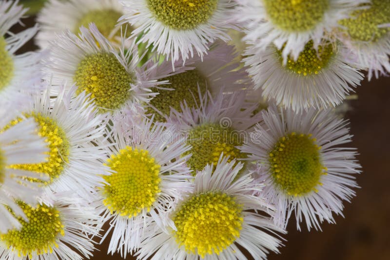 Bouquet of wild daisy stock photo. Image of summer, floral - 270710896