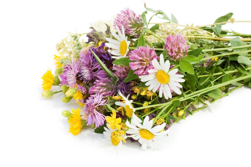 Bouquet of Wild Flowers Isolated Stock Photo - Image of daisy, wild ...