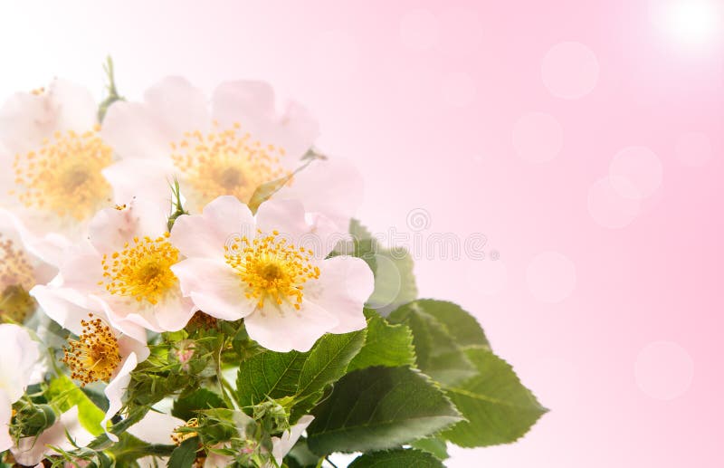 Bouquet of wild roses stock photo. Image of blooming - 41018344