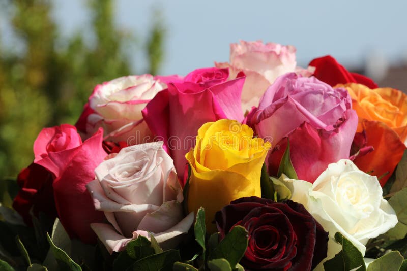 Bouquet of Wonderful Different Colored Roses Stock Image - Image of ...