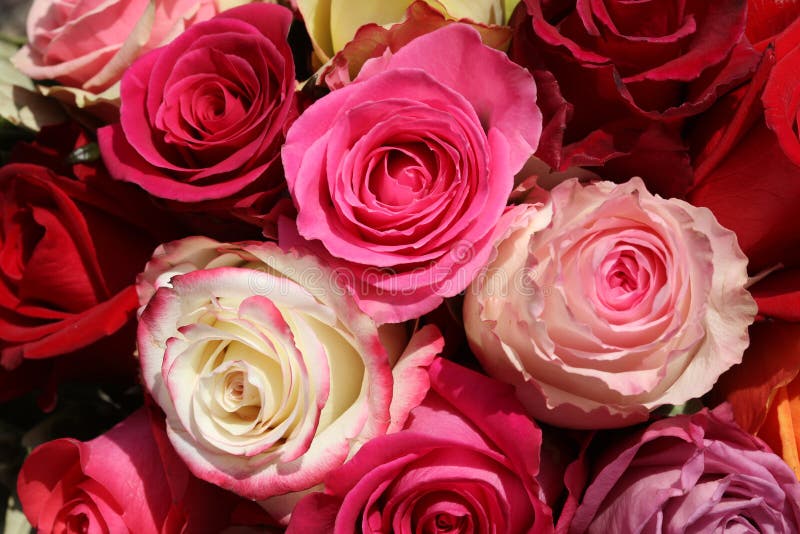 A Bouquet of Wonderful Different Roses Stock Image - Image of colors ...