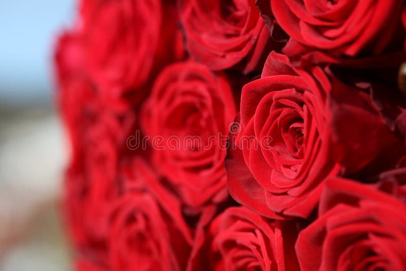 Bouquet of Wonderful Red Roses Stock Photo - Image of flora, freshness ...