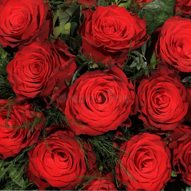 Bunch of red Roses stock photo. Image of freshness, closeup - 113323688