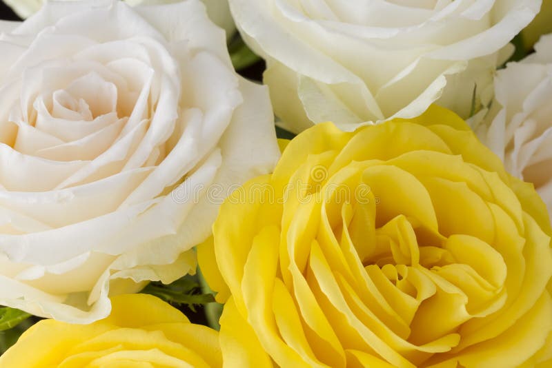 Cream roses stock image. Image of nature, anniversary - 17034915