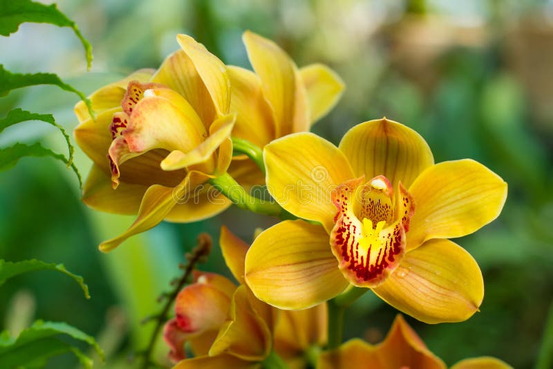 Bouquet of Yellow Cymbidium. Stock Image - Image of orchid, growth ...