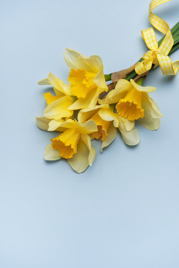 Bouquet of Yellow Daffodils with Ribbon Lying on Pastel Blue Background ...