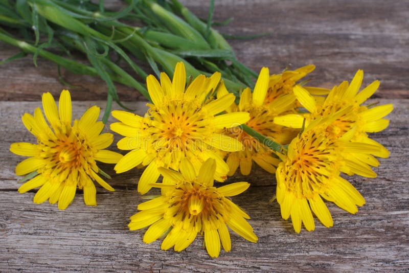 Yellow Salsify stock photo. Image of landscapes, moisture - 91929430