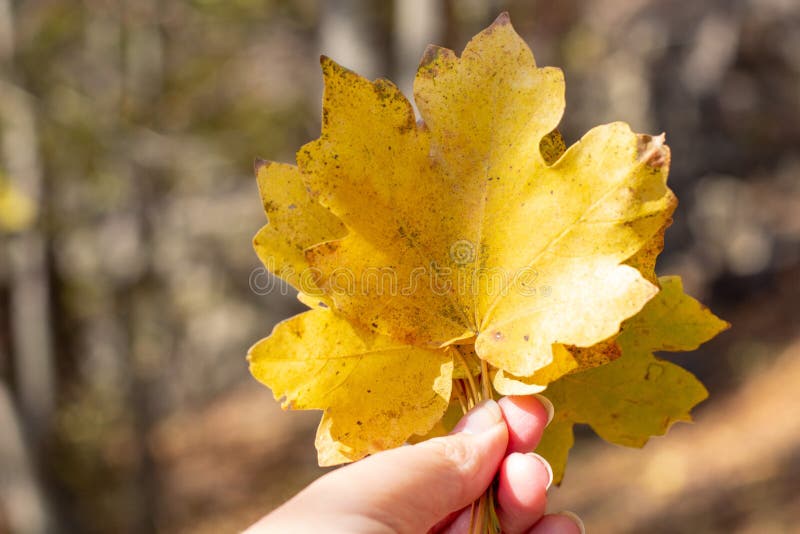 Bouquet of Yellow Maple Leaves in Hand. Autumn Sunlight Concept Stock ...