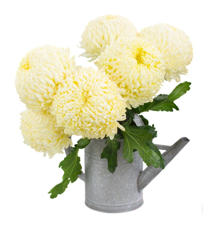 Yellow Mums stock image. Image of flowers, nature, gift - 66094139