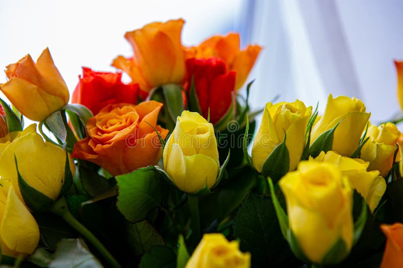 Bouquet of Yellow and Pink Roses Stock Photo - Image of decorative ...