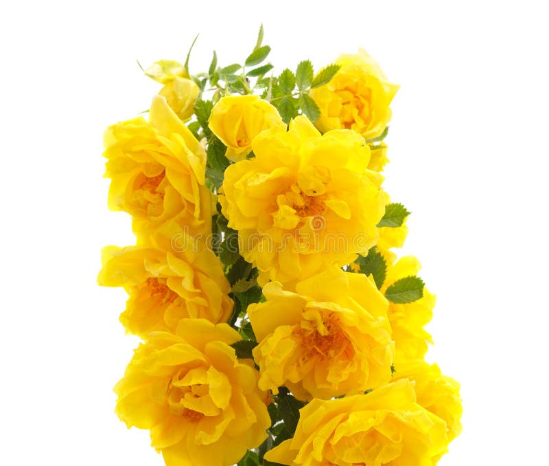 Bouquet of yellow roses stock image. Image of wedding - 201143363