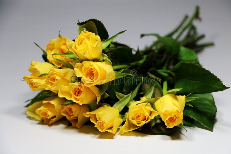 Bouquet of Yellow Roses are Lying in the White Studio Stock Image ...