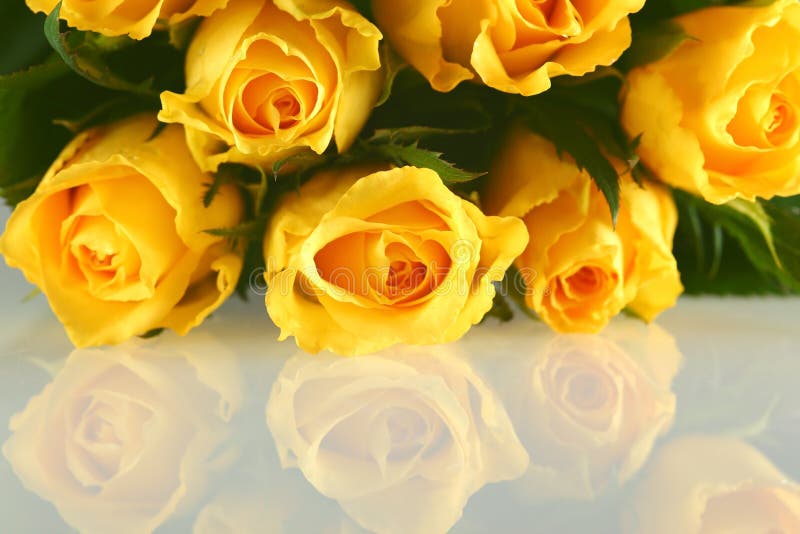 Pastel Yellow Roses with Droplets Background Stock Image - Image of ...