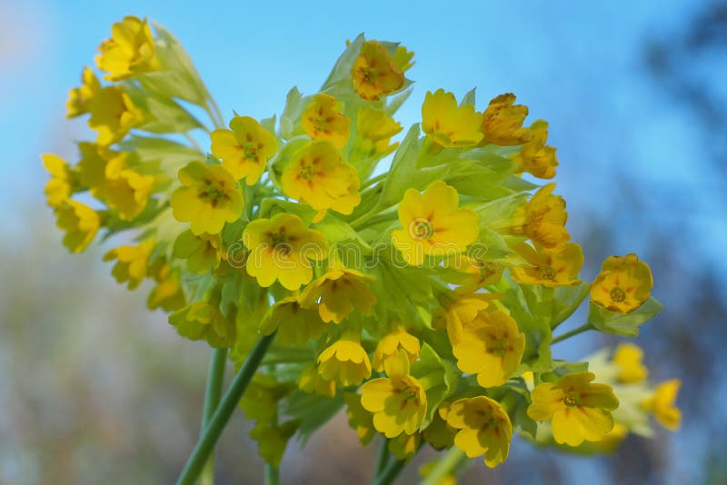 Bouquet of Yellow Spring Wildflowers. Primrose Stock Image - Image of ...