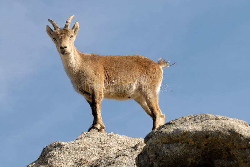 Bouquetin femelle image stock. Image du chèvre, montagnes - 22543039