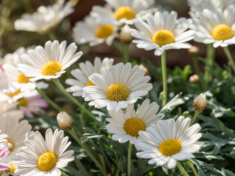 Bouquets of Blooming Daisies Stock Photo - Image of petals, beautiful ...