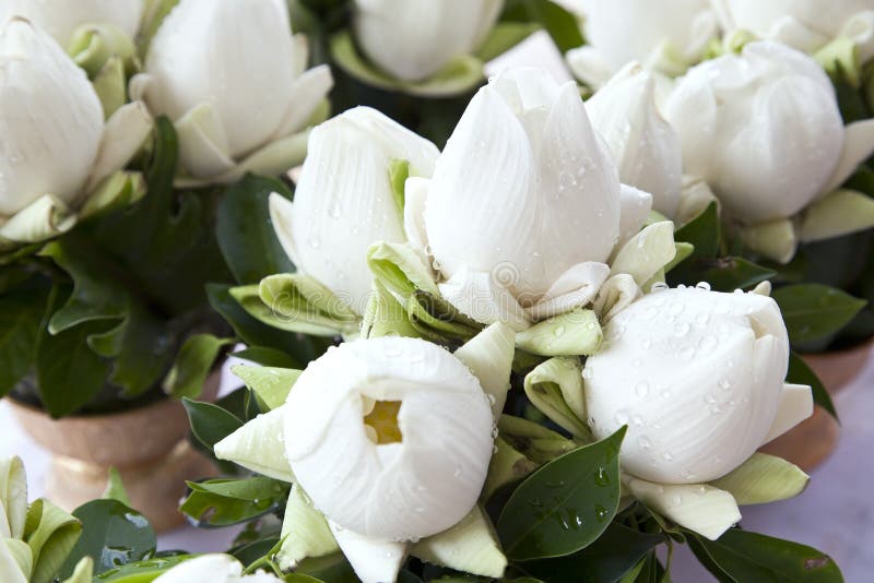 Bouquets du lotus blanc image stock. Image du bouquet - 24491885