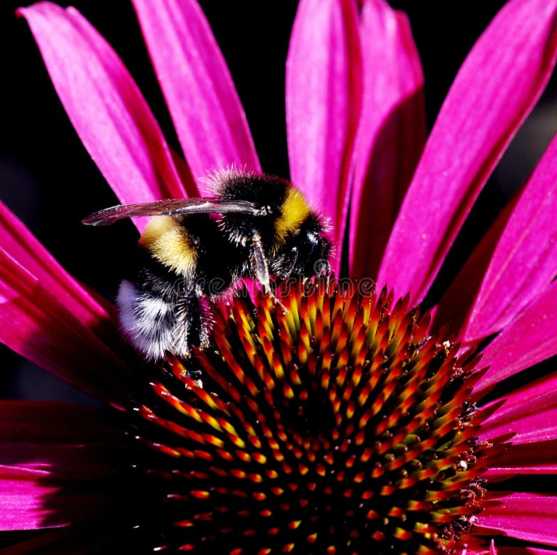 Bourdon en fleur rose image stock. Image du pollen, jardin - 34010939
