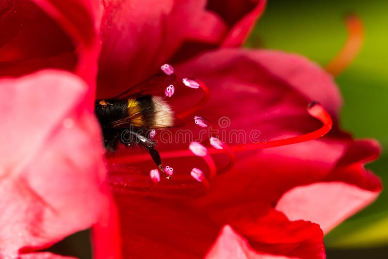 Bourdon Sur La Fleur Rhododendron Rouge Image stock - Image du faune ...