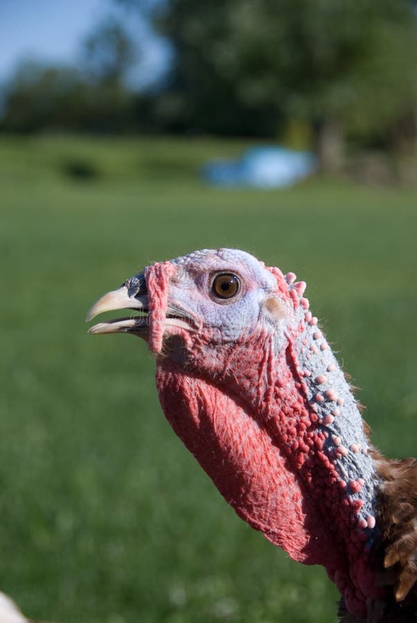 Bourgen red turkey head stock image. Image of nature - 12197507