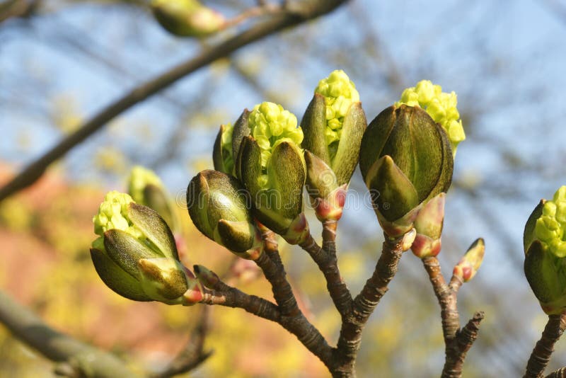 Bourgeons De Feuilles D'arbre Au Printemps Image stock - Image du ...