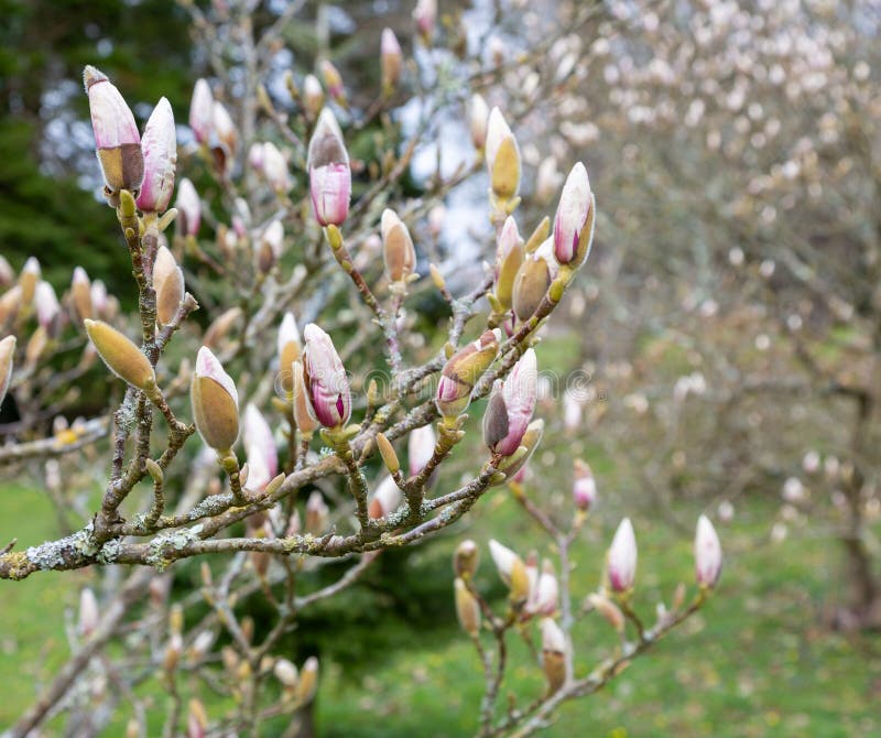 Bourgeons De Printemps Sur Un Arbre De Magnolia Photo stock - Image du ...