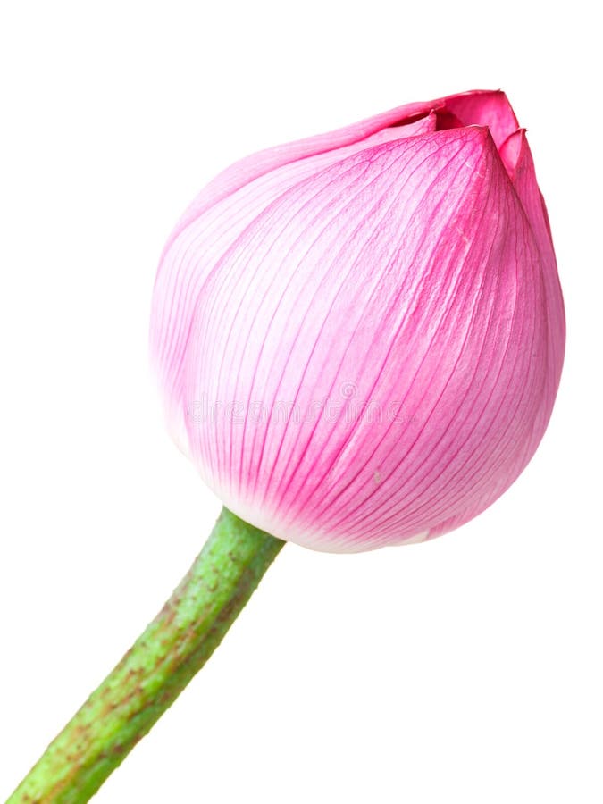 Bourgeons simples de lotus image stock. Image du parfumé - 32394445