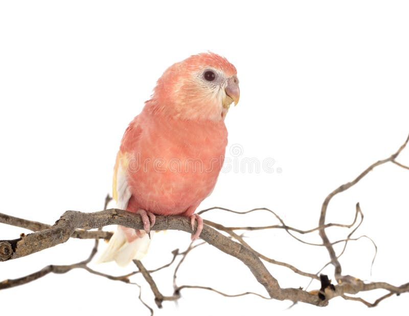 Bourke s parrot stock image. Image of bird, bourkesparrot - 76043445