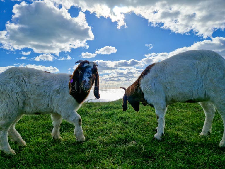 Bournemouth Cliff Top Goats Stock Photo - Image of bournemouth, clouds ...